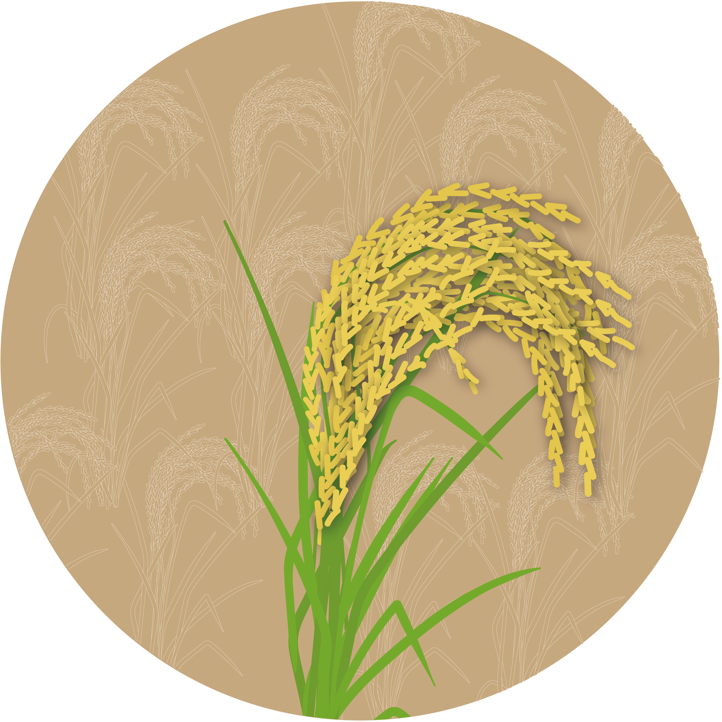 Paddy Seed – Kern Seedtech Pvt. Ltd.