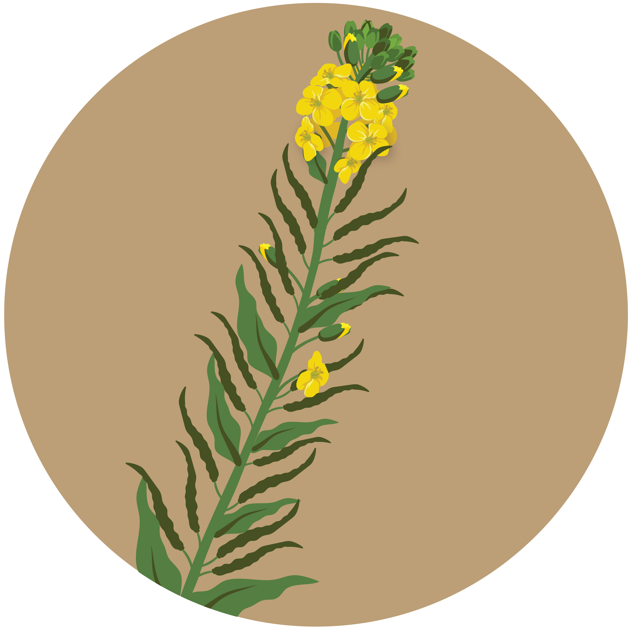 Kern 171 Toria Mustard – Kern Seedtech Pvt. Ltd.