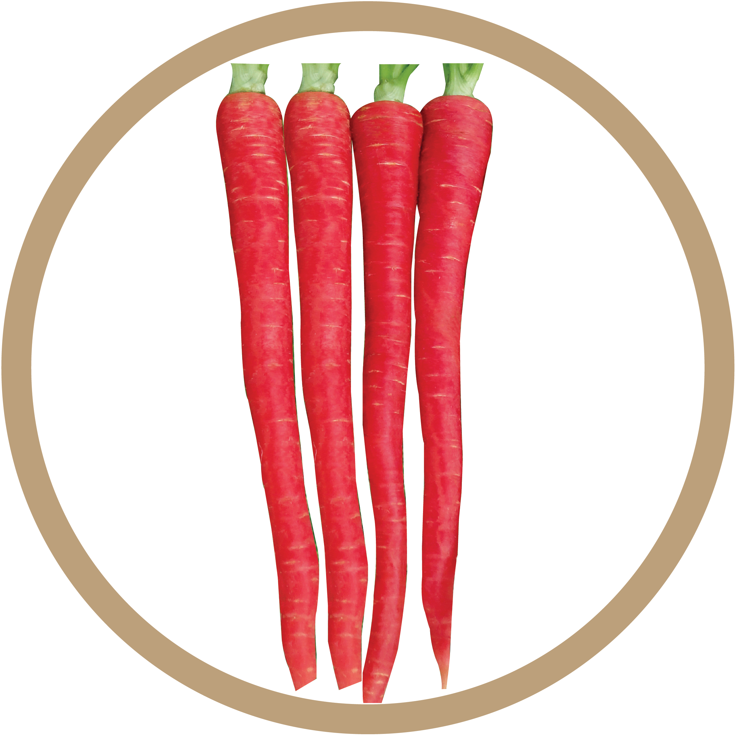 Kern 313 Desi Red Carrot – Kern Seedtech Pvt. Ltd.