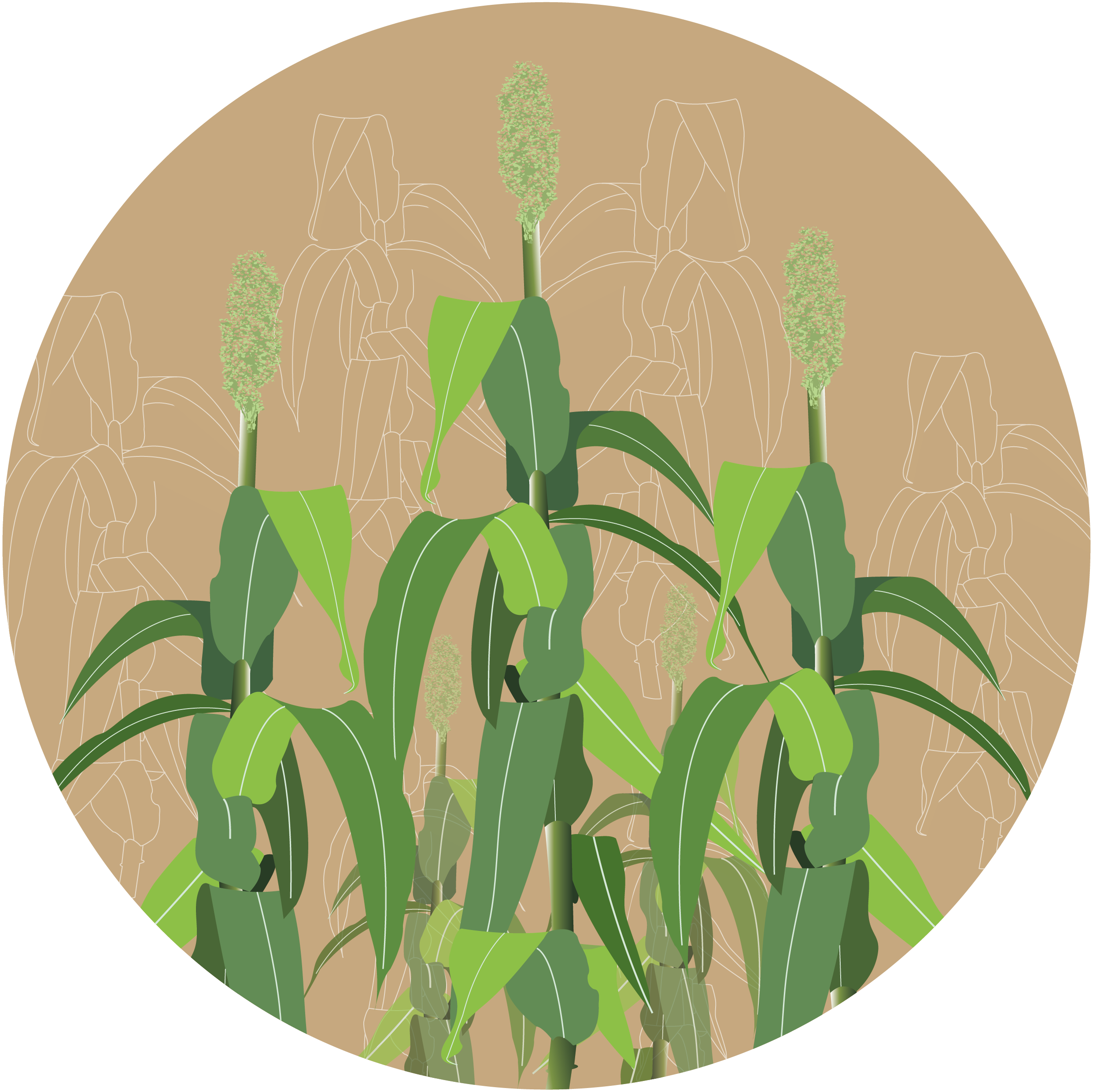 591 Catan F1 Multicut Red SSG – Kern Seedtech Pvt. Ltd.