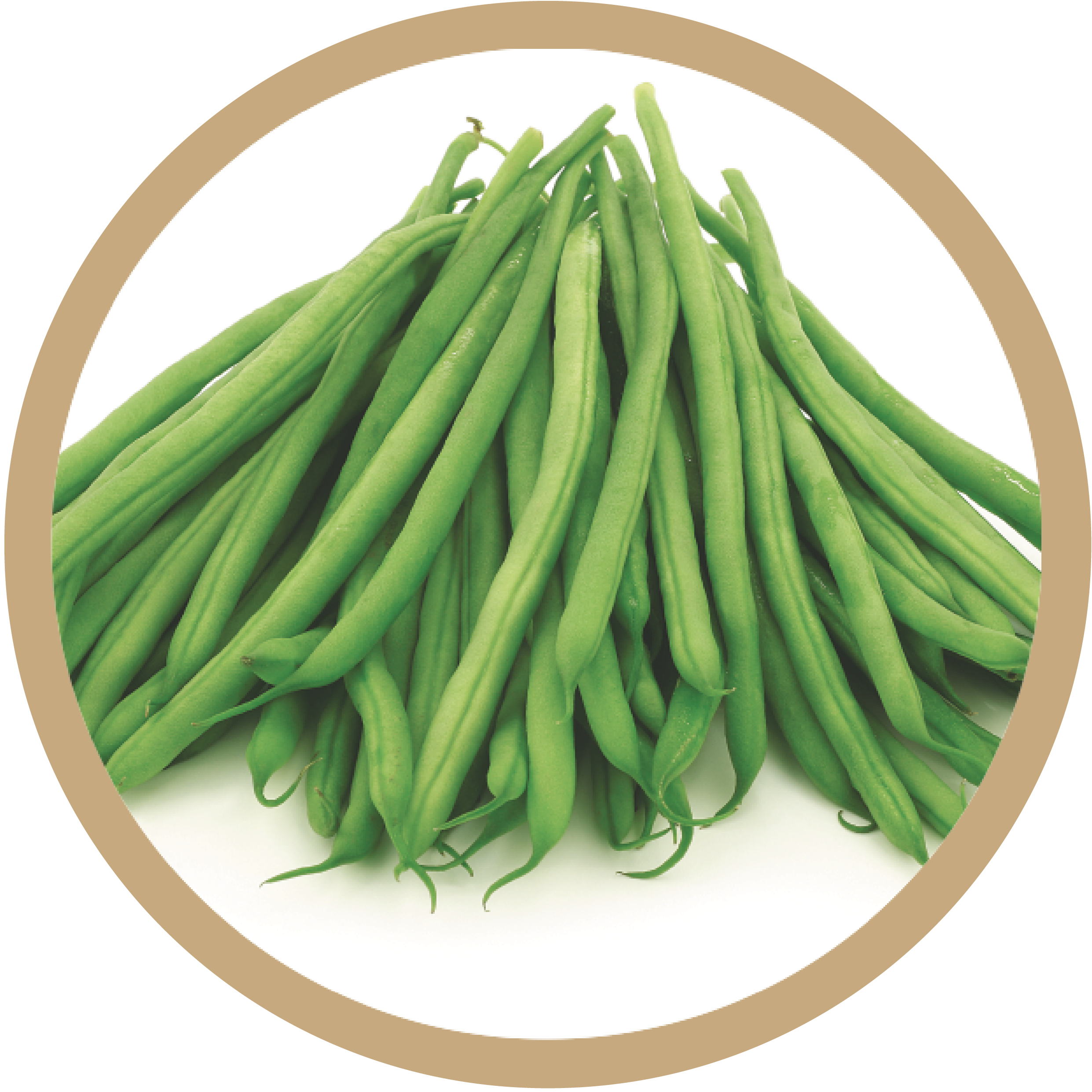Kern 474 French Beans – Kern Seedtech Pvt. Ltd.
