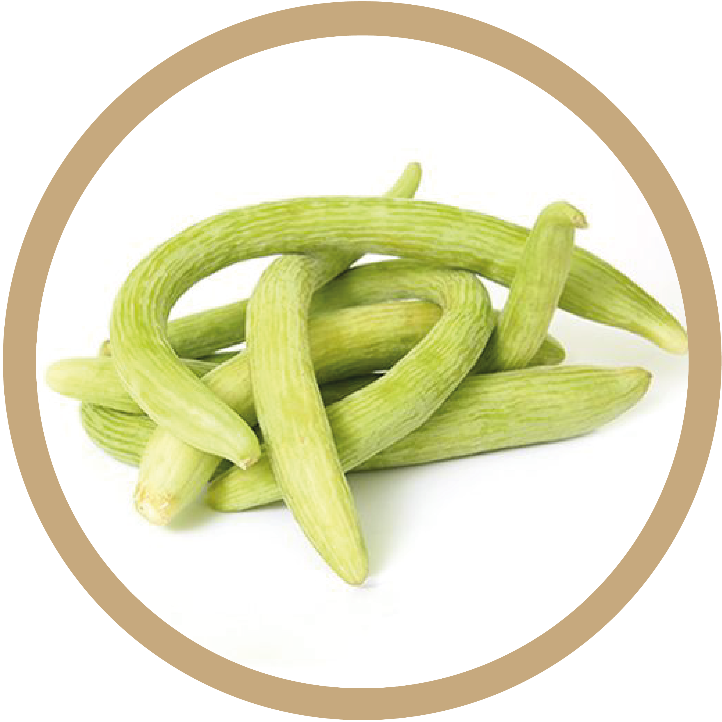 Kern 666 Long Melon – Kern Seedtech Pvt. Ltd.