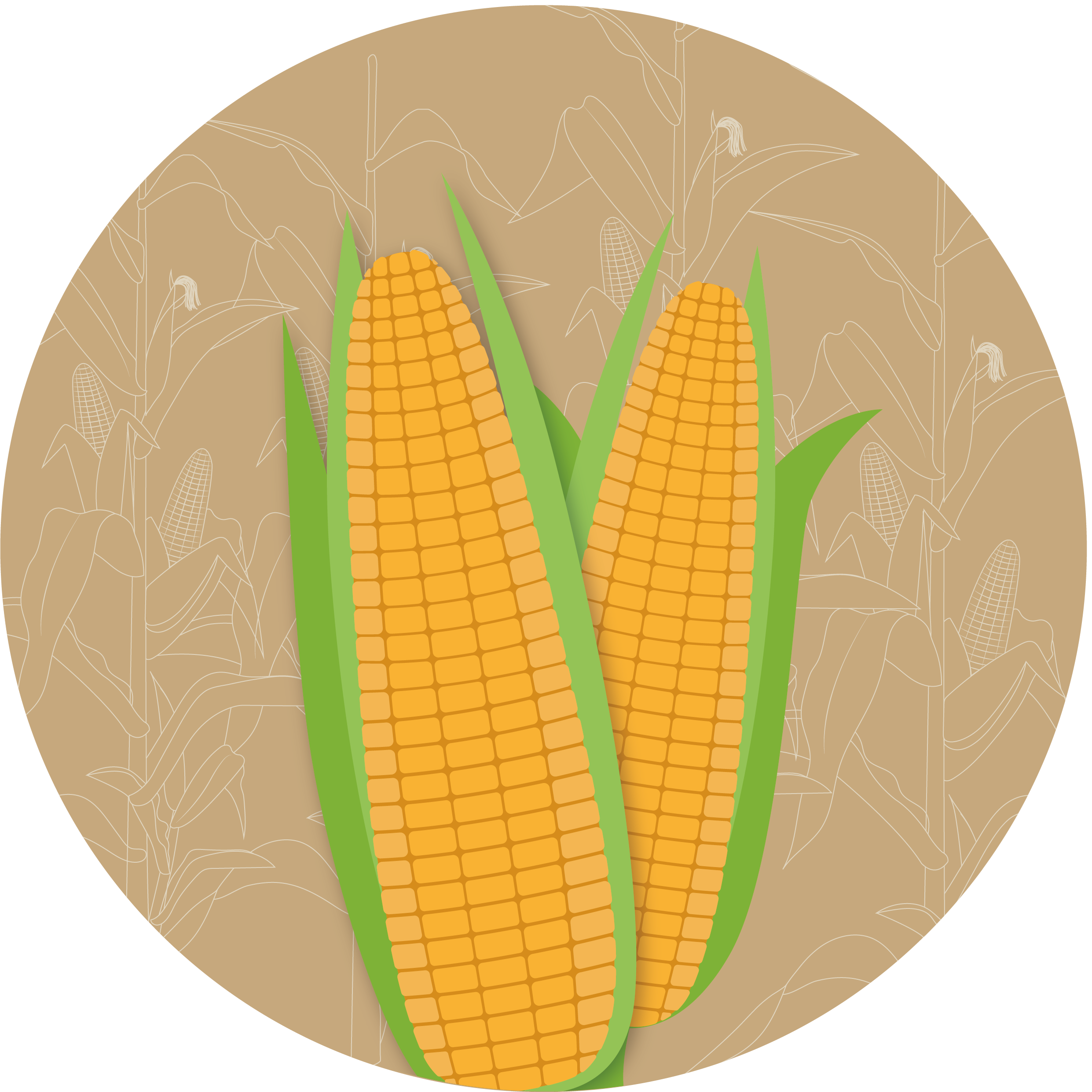 Kern 603 F1 Double Cross Maize – Kern Seedtech Pvt. Ltd.