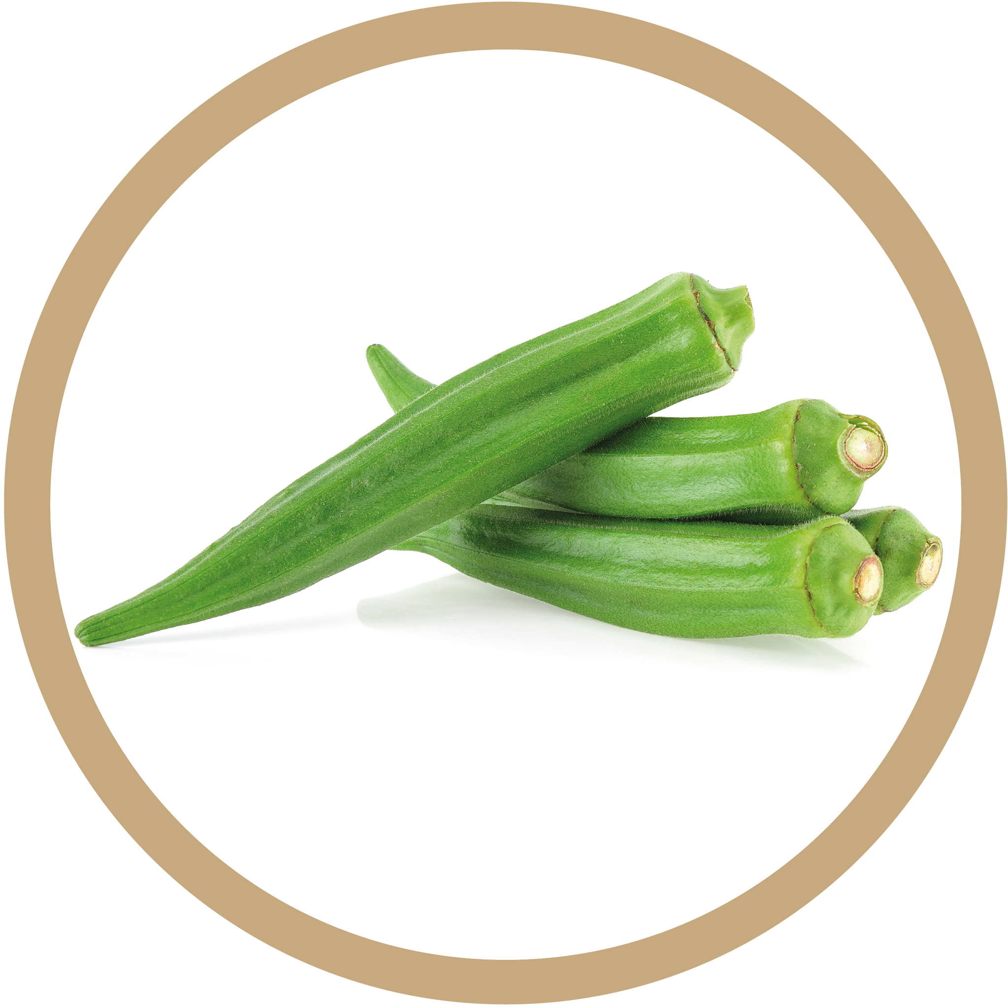 Kern 646 F1 Okra – Kern Seedtech Pvt. Ltd.
