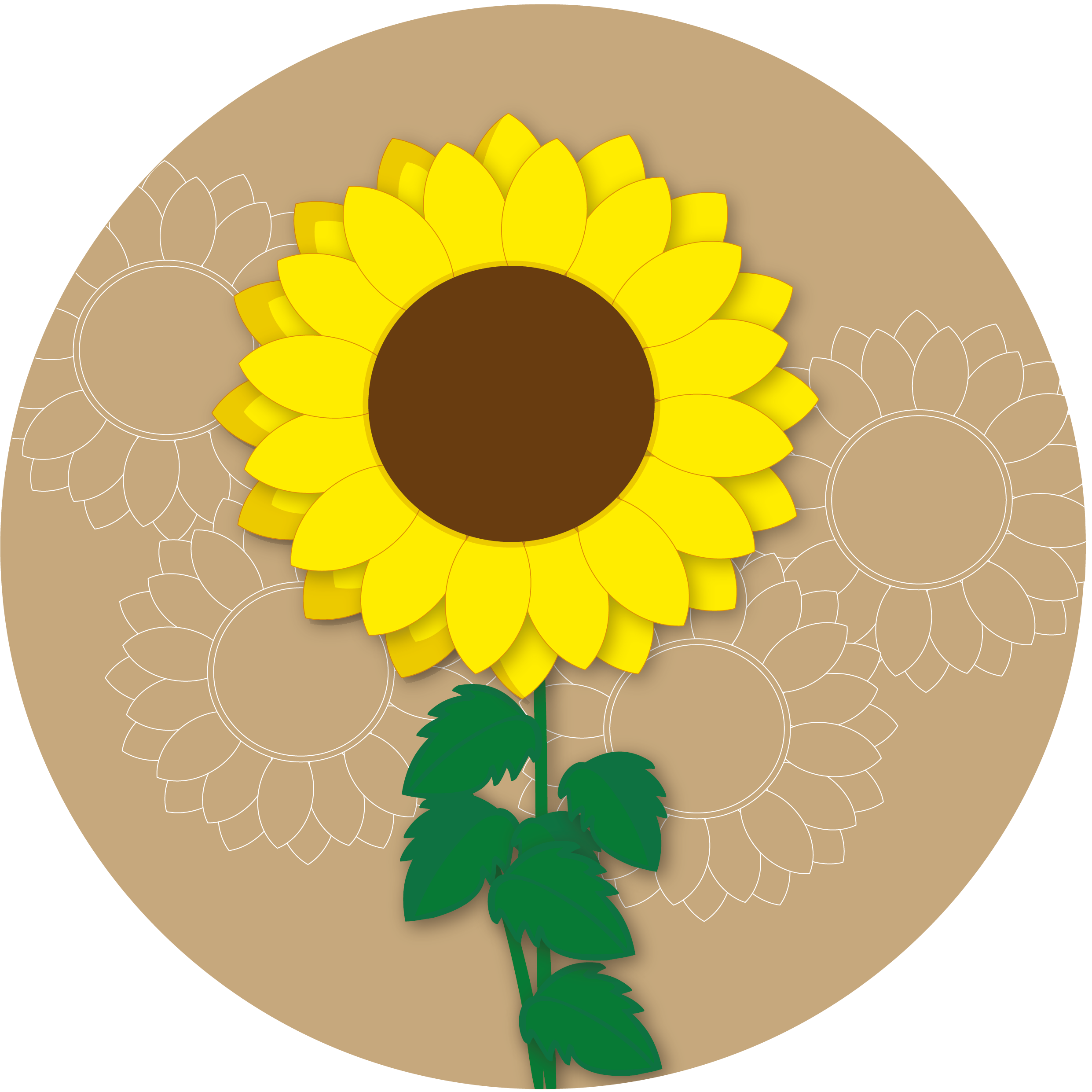 Kern 633 F1 Sunflower – Kern Seedtech Pvt. Ltd.