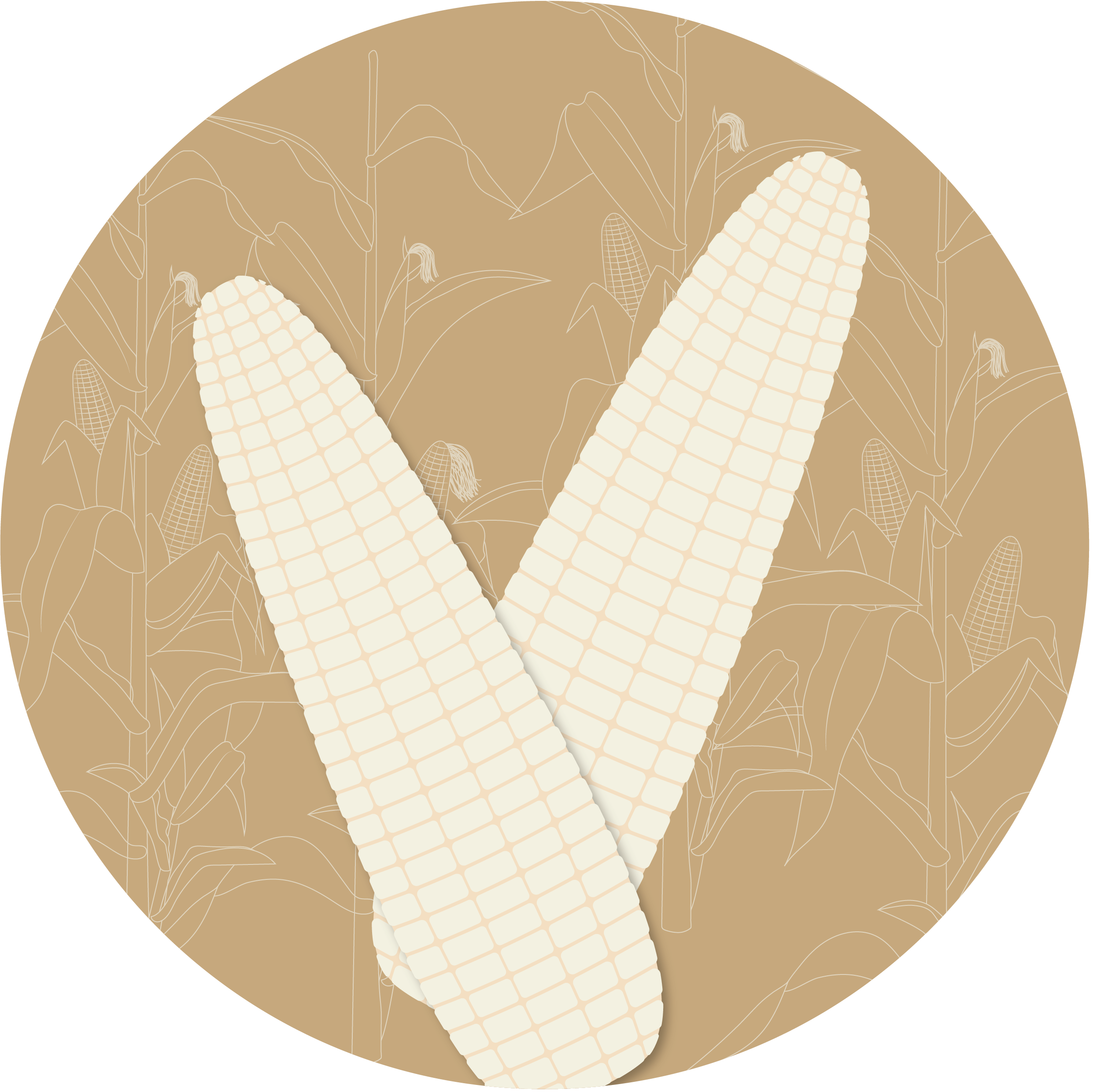 Kern 112 F1 White Maize – Kern Seedtech Pvt. Ltd.